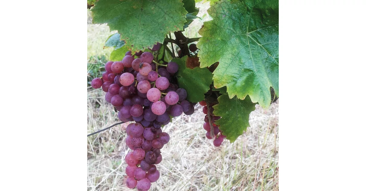 Bakator szőlőfajta - Bakator Bor - Veritas Webshop